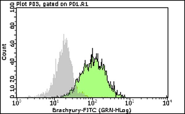 Milli-Mark™ Anti-Brachyury-FITC Antibody, clone 3E4.2 | FCMAB302F